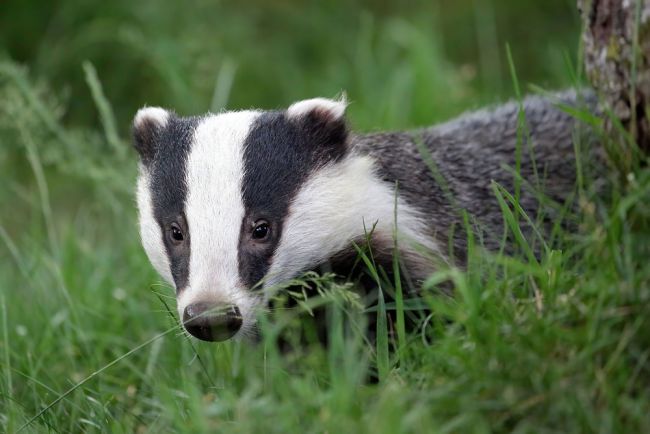 Banksy-loving Badger claims Wildlife Photographer of the Year's People ...