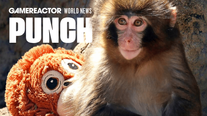 Who is Punch the Monkey? The young macaque that has become almost more ...