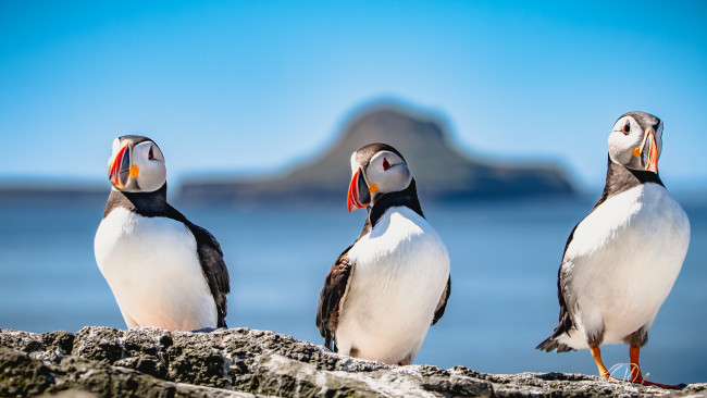Eighteen animals, birds and insects have been shortlisted to feature on ...