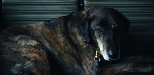 Irving's dog in Severance also stars in Succession