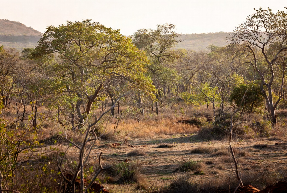 New research shows significant increase in India's forest area ...