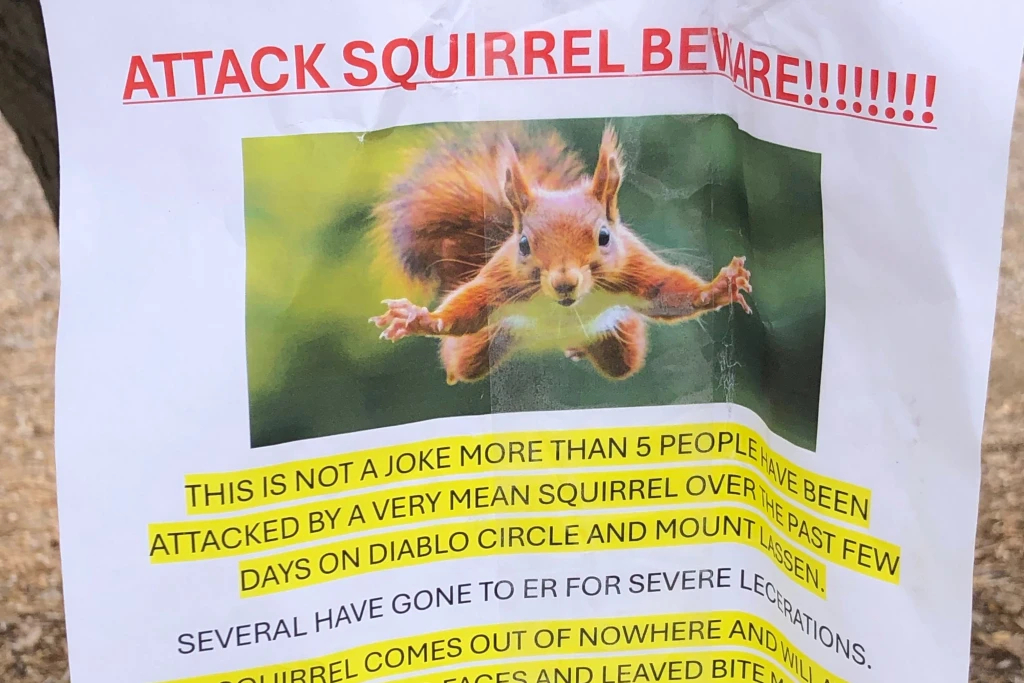 Panic in California: "Very mean squirrel" that "comes out of nowhere ...