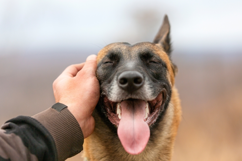 Study identifies oldest known dog dating back 15,800 years - - Gamereactor