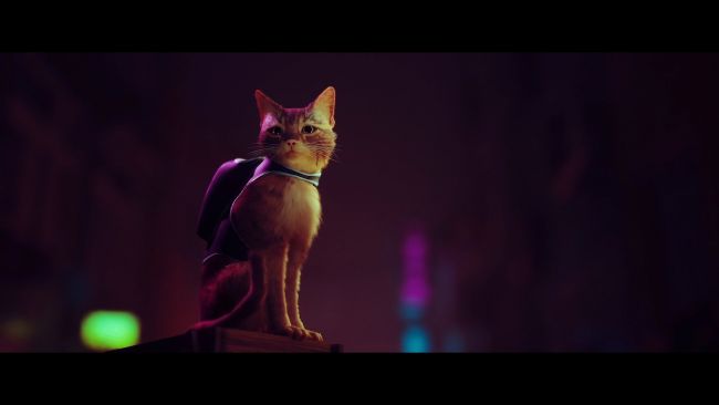 Cats and robots in focus in the announcement of Stray