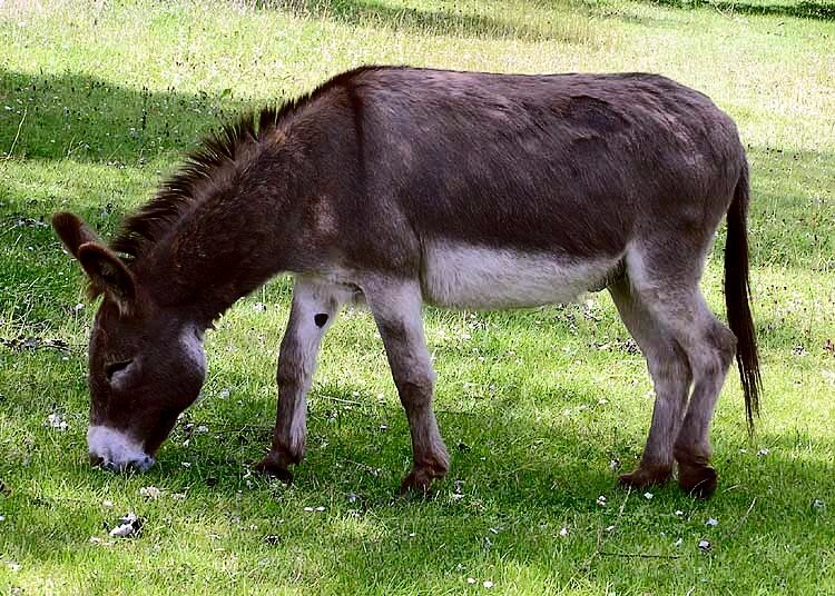 Donkey therapy helps psychiatric patients find new confidence ...