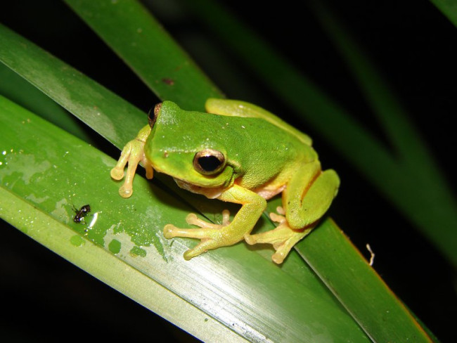 Grocery shoppers shocked by live frog in bag of lettuce - - Gamereactor