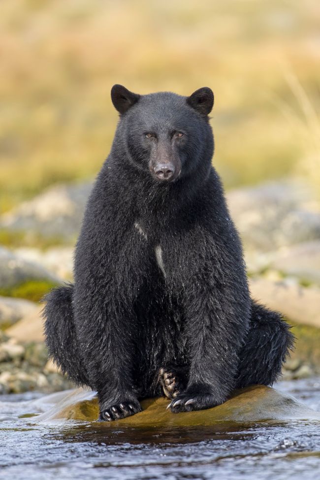 Rescuers save bear stuck in tree with a trampoline - - Gamereactor