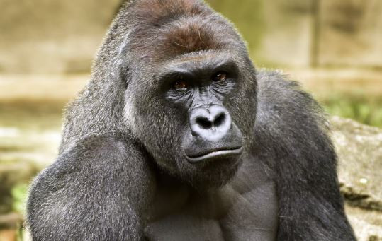 White House calls Harambe a "True Patriot" - - Gamereactor