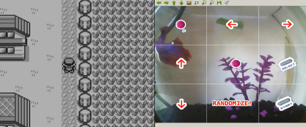 Watch a Fish playing Pokémon - Pokémon Red/Blue - Gamereactor