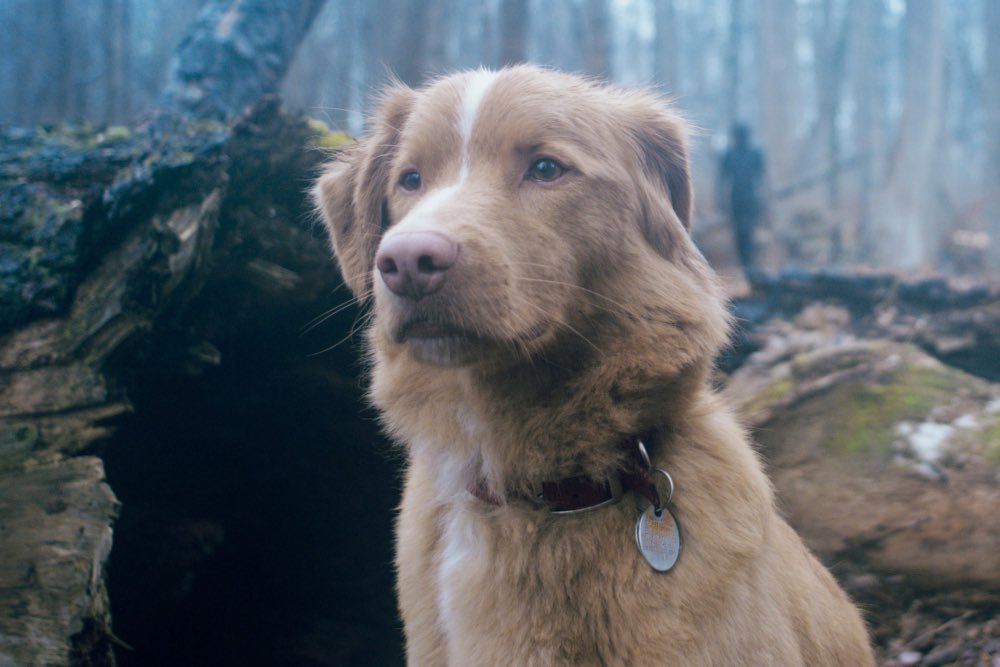 Good Boy - Gamereactor UK