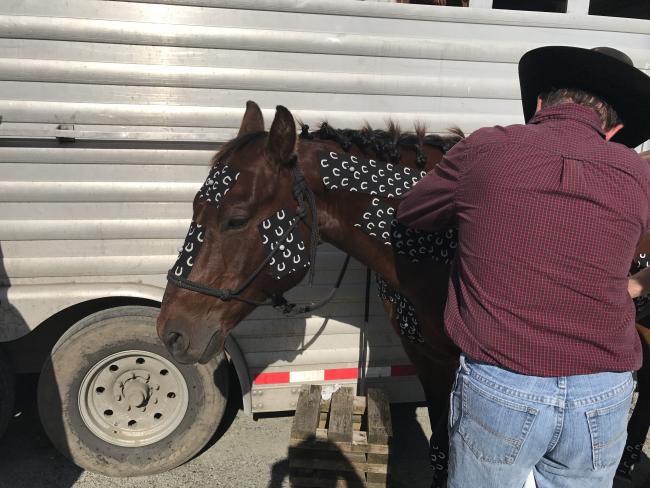 Ever wondered how you motion capture a horse? - - Gamereactor
