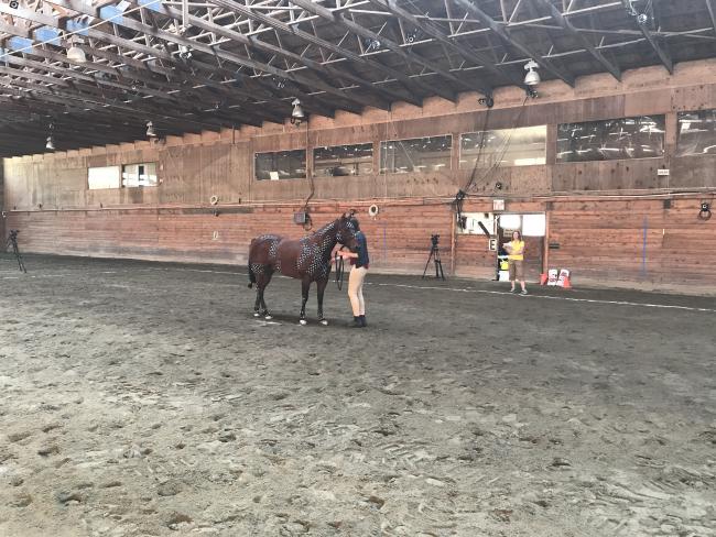 Ever wondered how you motion capture a horse? - - Gamereactor
