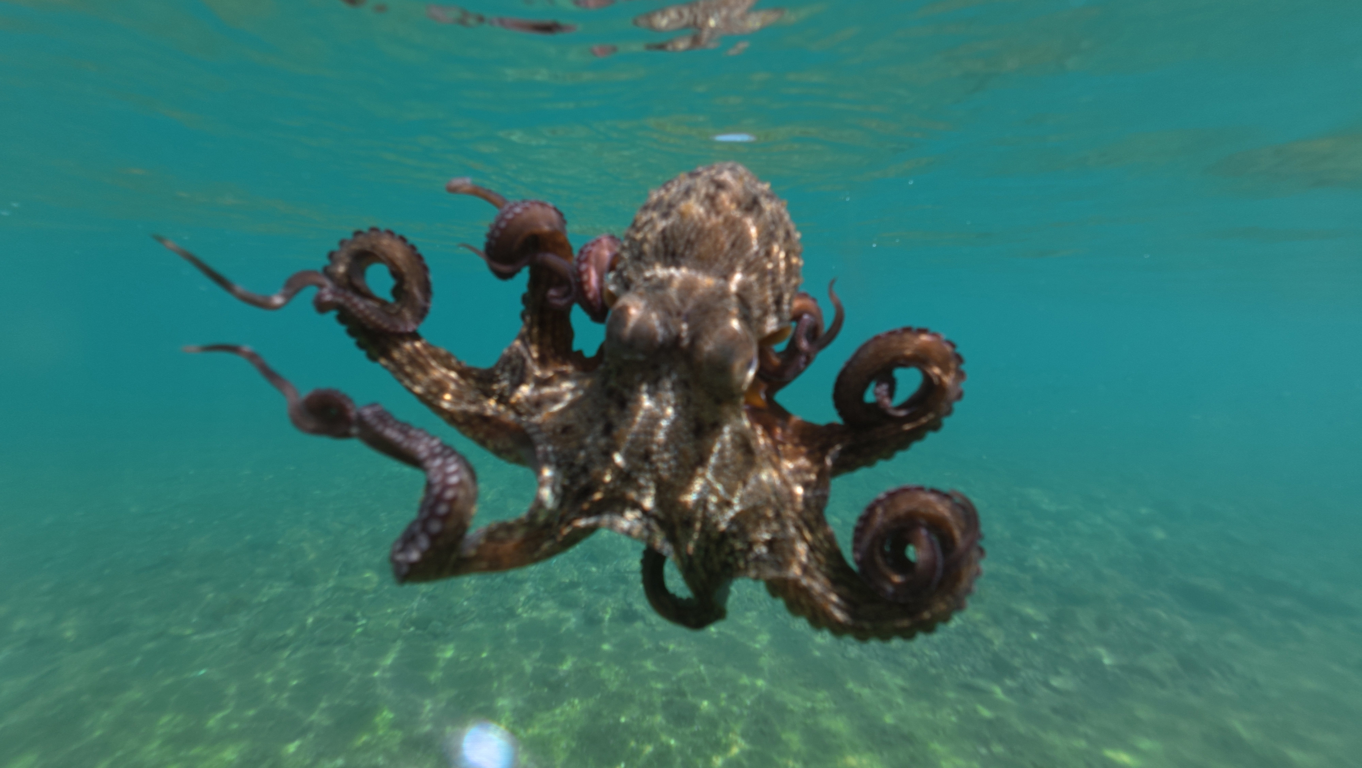 Record numbers of octopi discovered in the UK - - Gamereactor