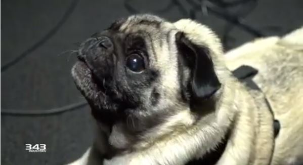 Some of Halo Infinite's sounds are coming from a pug