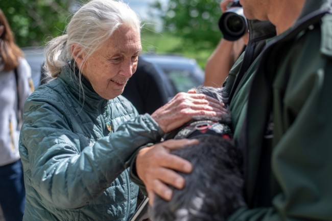 Jane Goodall passes away at 91 - - Gamereactor