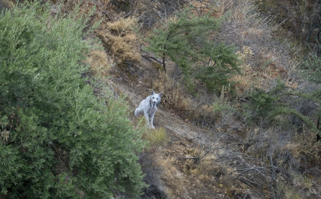 World's first white Iberian lynx captured on camera: "The white ghost ...